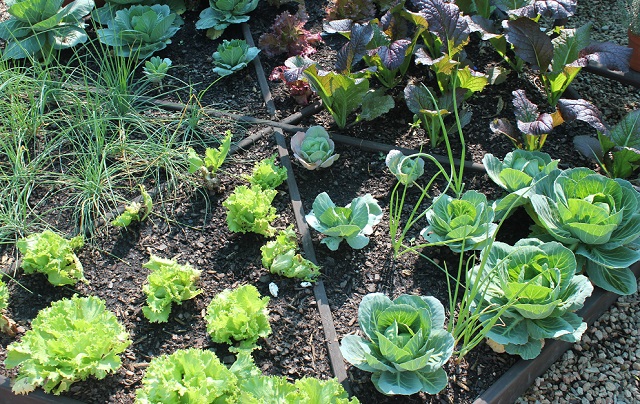 5 Reasons To Plant A Food Garden - a zesty life